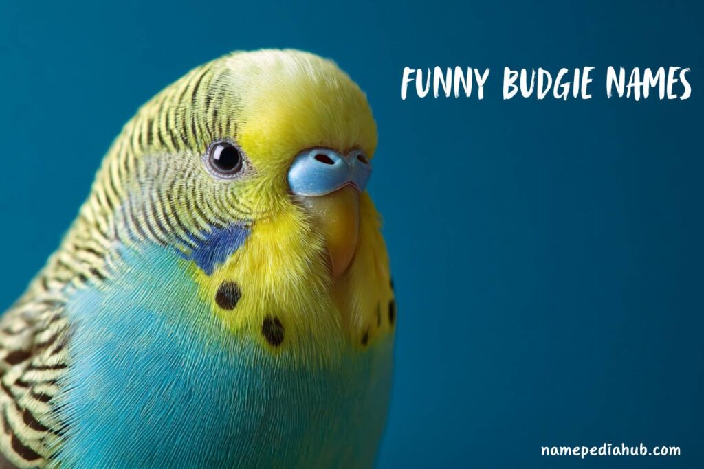 Funny Budgie Names [350+ Silly and Cute Ideas] - Name Pedia Hub
